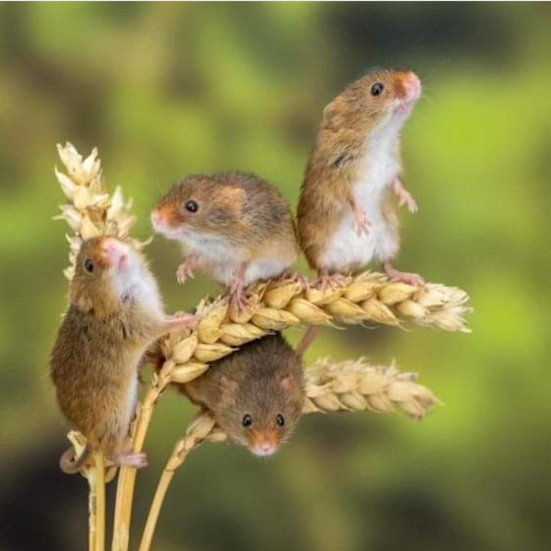 Hakutulokset | Moodle